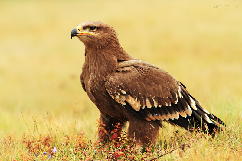 čeští dravci - orel stepní