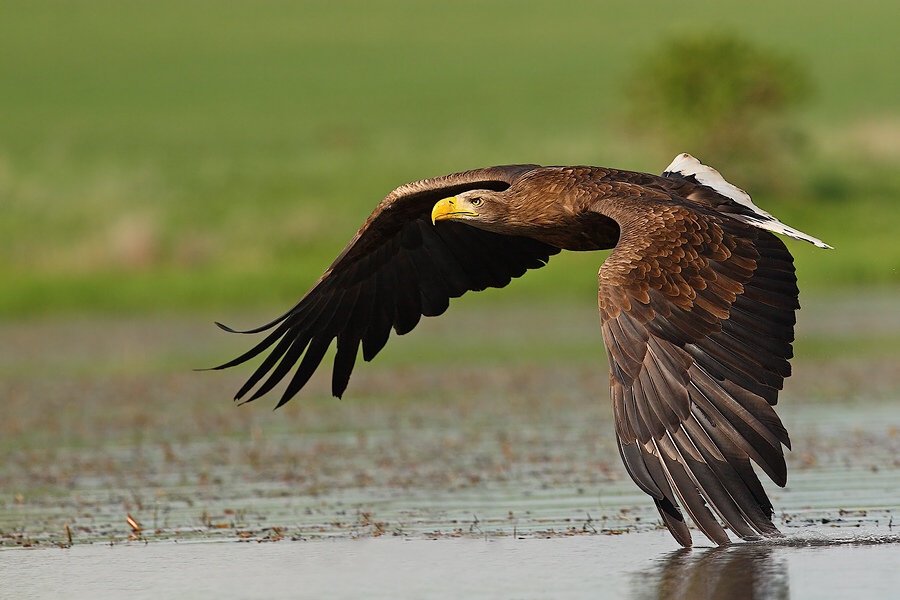 čeští dravci - orel mořský